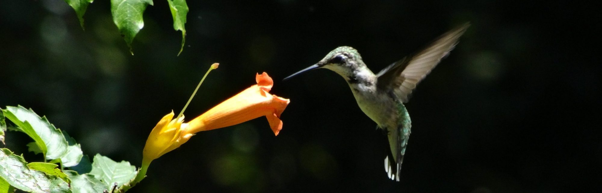 Woodlands Nature Station - Land Between the Lakes Guide